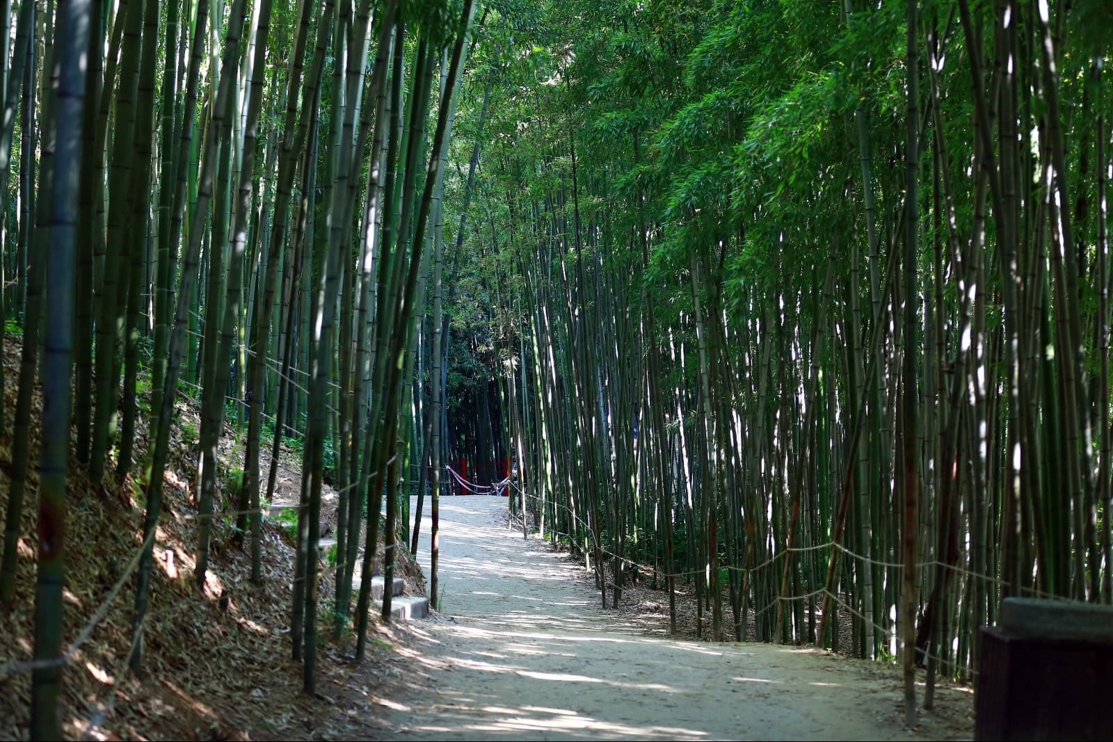The Bamboo Garden of Juknokwon | This Is Korea Tours