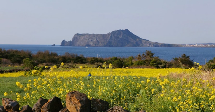 Udo Island: Mini Jeju | This Is Korea Tours