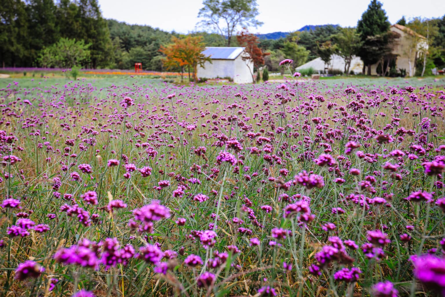 2024 Spring Splendor in Korea: Blossom-filled Adventures Await | This ...